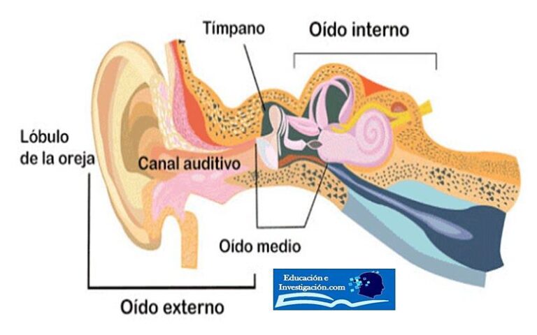 Tipos de sordera. 8 consejos para interactuar con esta condición ...